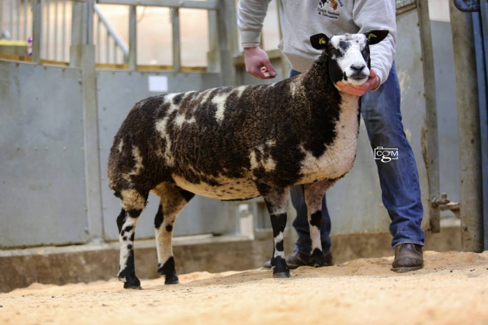 Welshpool Sale December 2021 - Gallery - Dutch Spotted Sheep