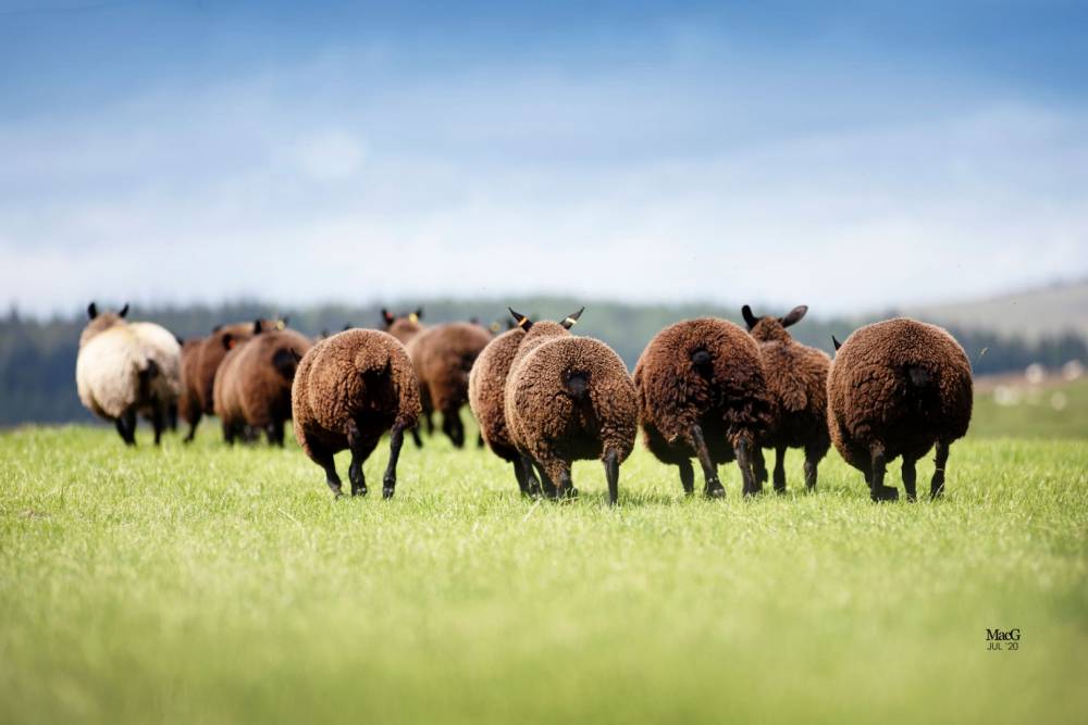 DUTCH SPOTTED COMMERCIAL - Gallery - Dutch Spotted Sheep