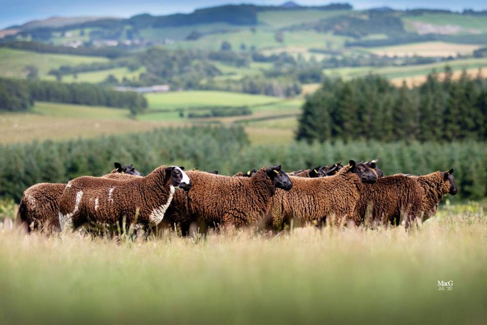 DUTCH SPOTTED COMMERCIAL - Gallery - Dutch Spotted Sheep