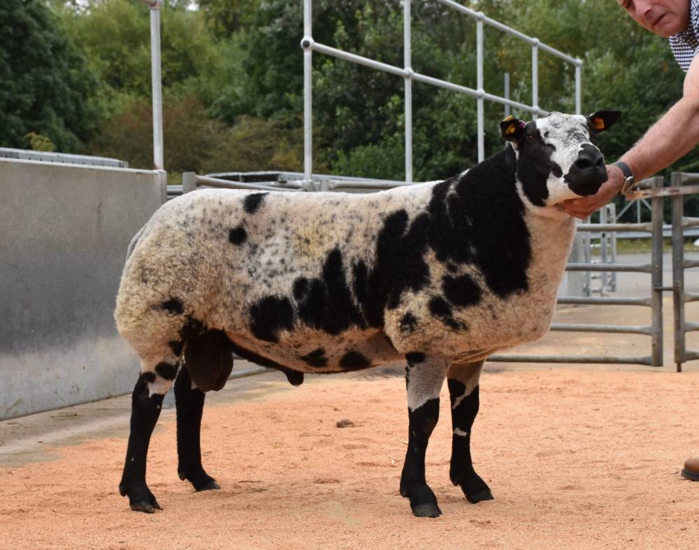 Welshpool Sale September 2021 - Gallery - Dutch Spotted Sheep
