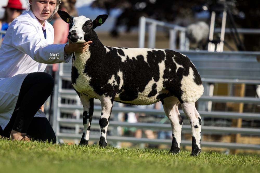 Royal Highland Show - Report - Shows Reports - Dutch Spotted Sheep