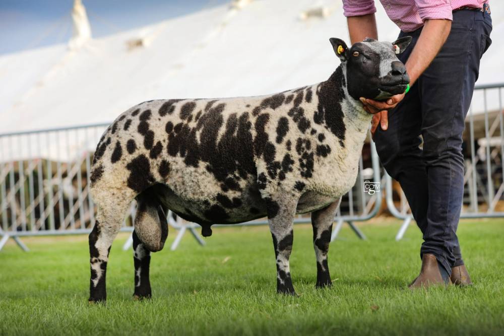 Royal Three Counties Show - Shows Reports - Dutch Spotted Sheep