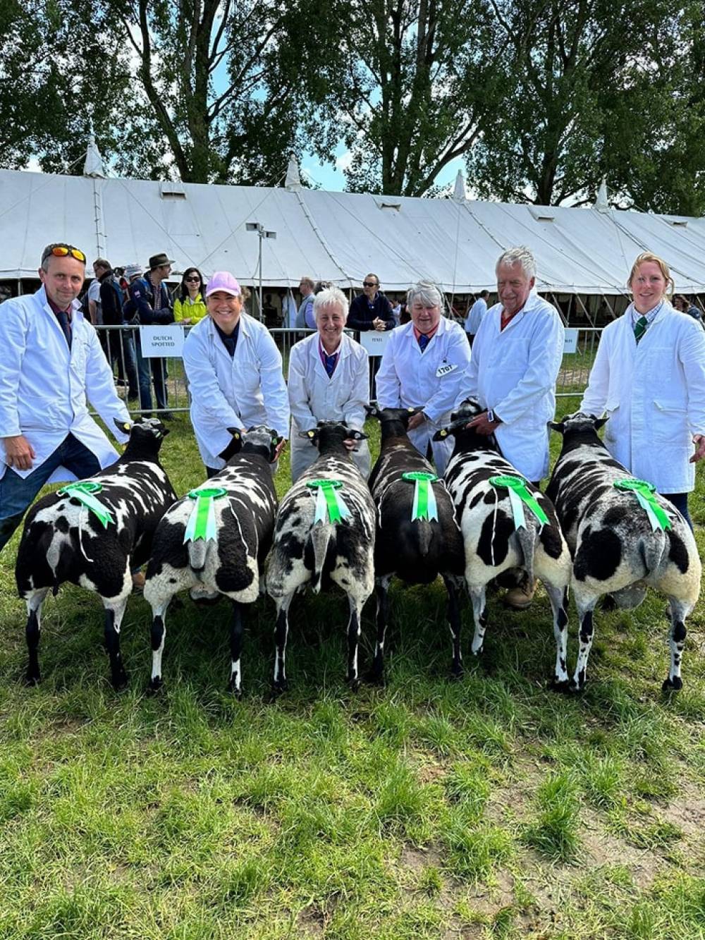 Royal Bath & West Show - Report - Shows Reports - Dutch Spotted Sheep