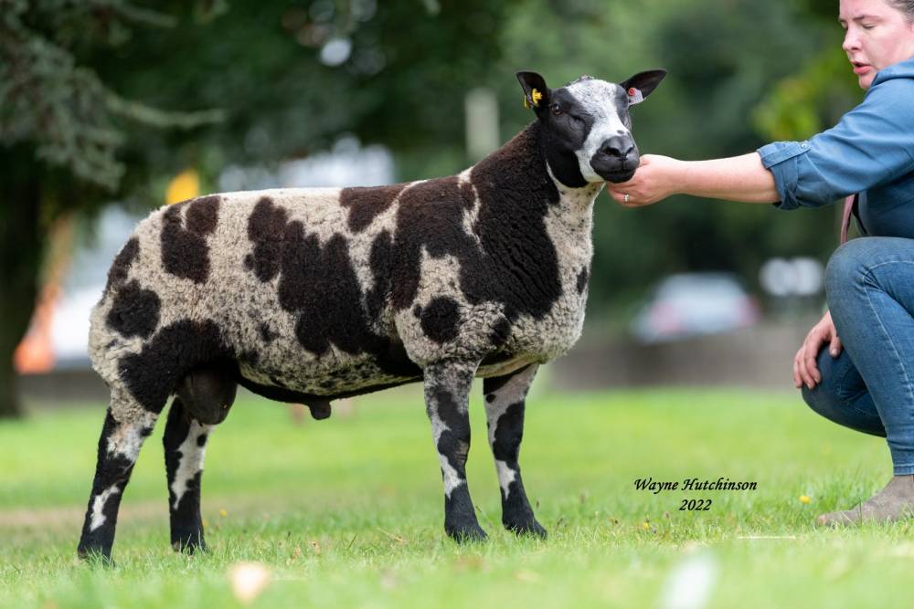 Diamond Fireball Breaks Records at Carlisle - Sales Reports - Dutch ...