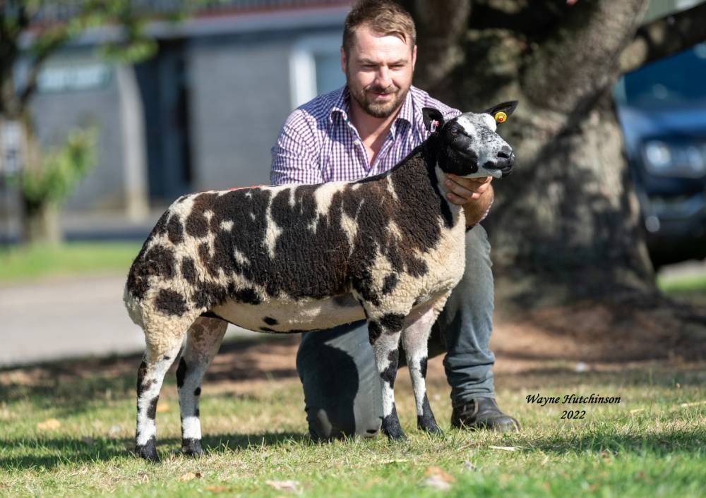 Diamond Fireball Breaks Records at Carlisle - Sales Reports - Dutch ...