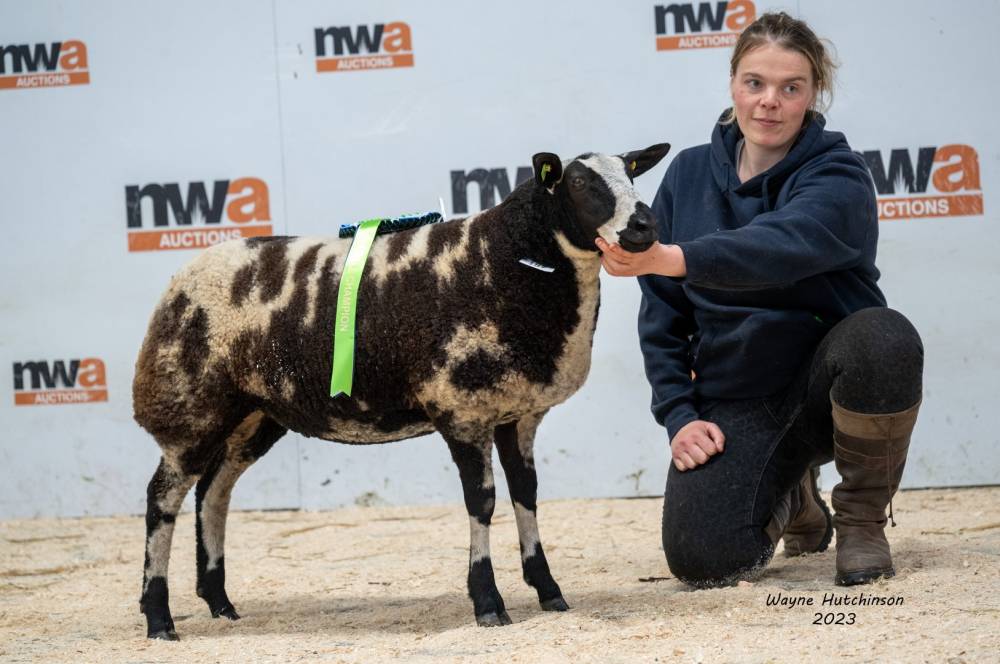 Overall Champion, Dustland Gigha, tops J36 at 2,200gns - Sales Reports ...