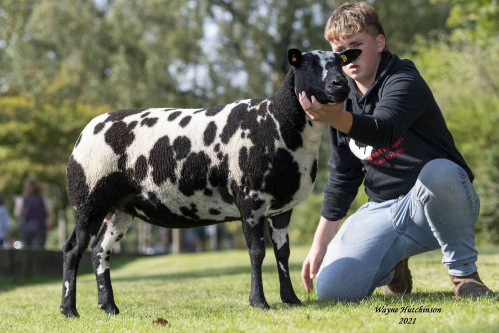 Carlisle Sale and Show, August 2021 - Gallery - Dutch Spotted Sheep