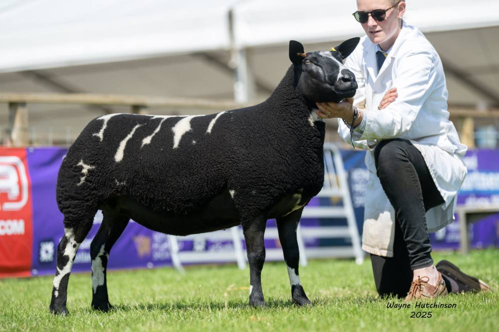 Royal Highland Show 2025 - Shows Reports - Dutch Spotted Sheep