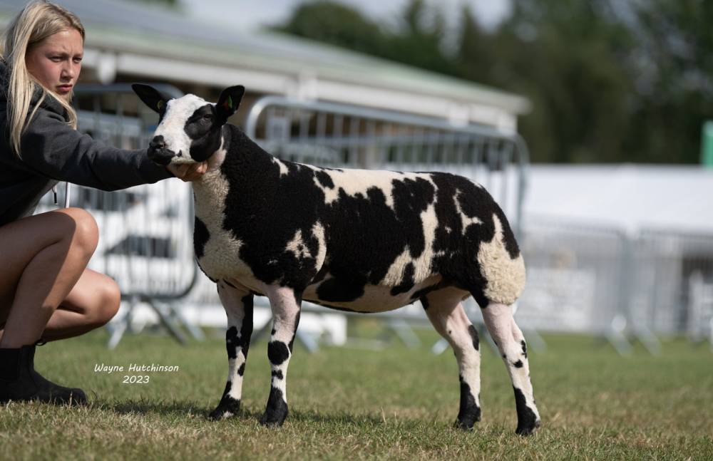 Great Yorkshire Show - Report - Shows Reports - Dutch Spotted Sheep