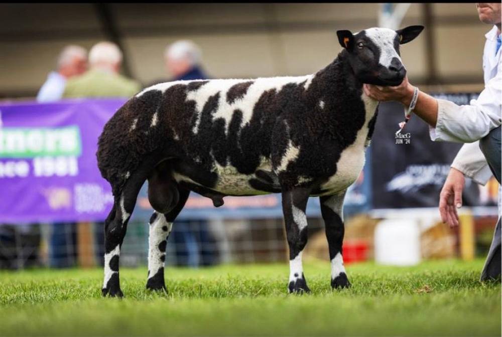 Royal Highland Show 2024 Results and Report - Shows Reports - Dutch ...