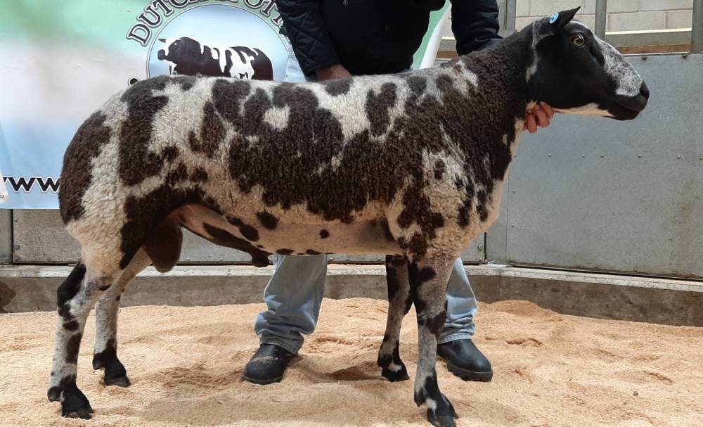 WELSHPOOL SALE 2020 - Gallery - Dutch Spotted Sheep