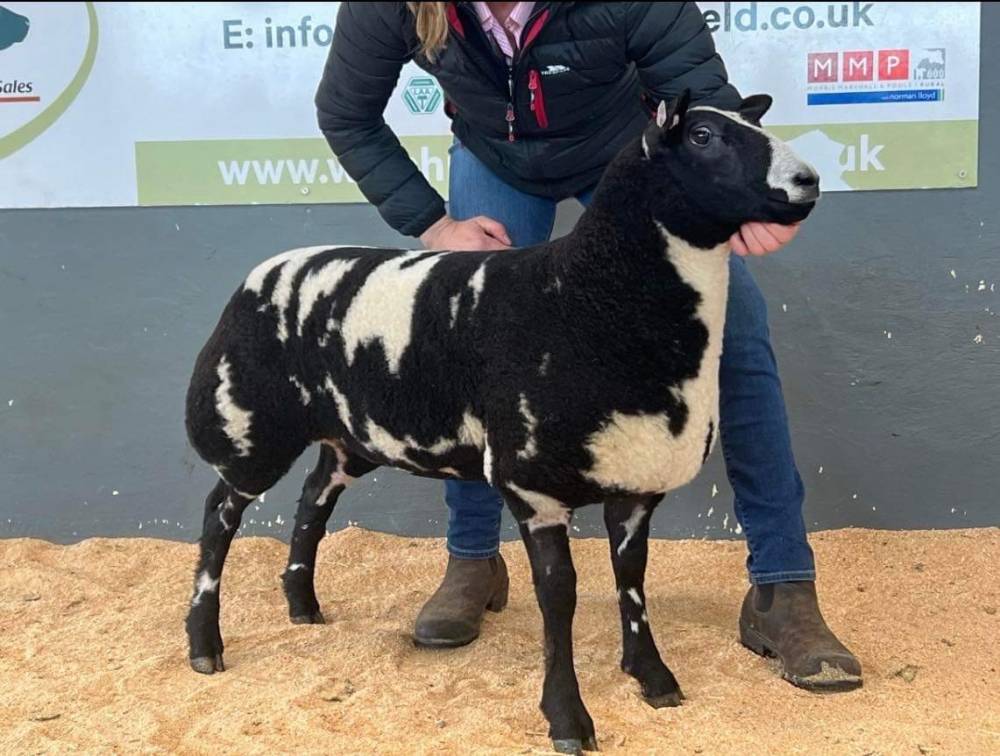 Welshpool is the Market of Eden - Sales Reports - Dutch Spotted Sheep