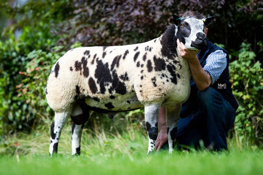 CARLISLE SALE 28TH AUGUST 2020 - Gallery - Dutch Spotted Sheep