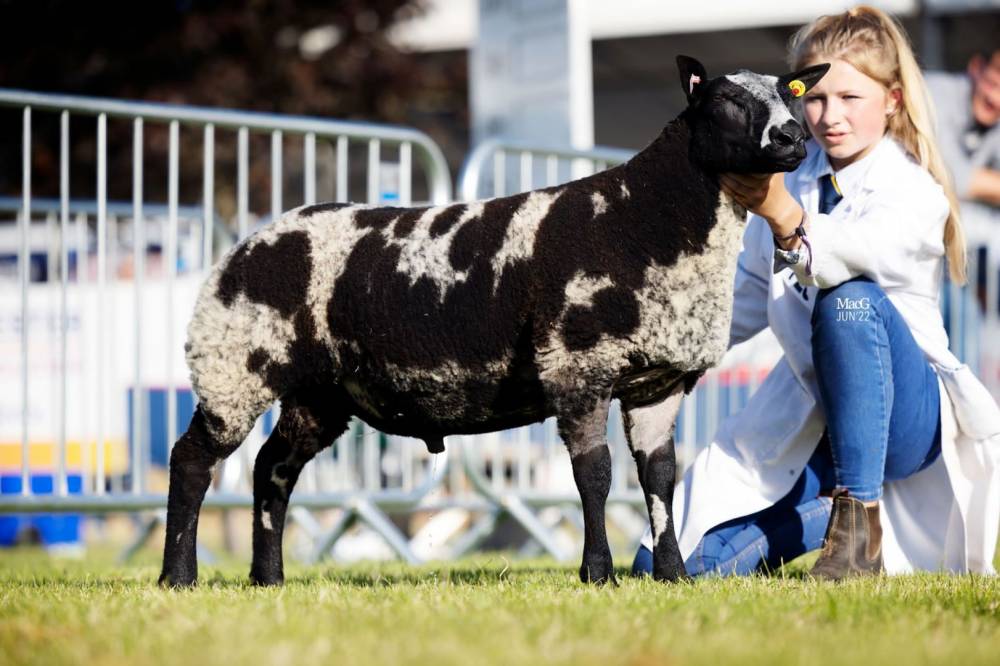 Diana is on Tiptop form for the Dutch Spotted debut at the Royal ...