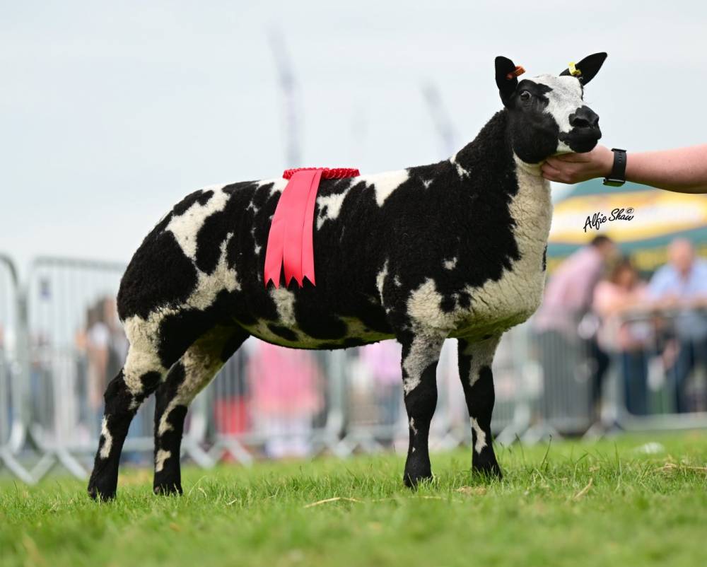 Balmoral Show 2024 - Report - Shows Reports - Dutch Spotted Sheep