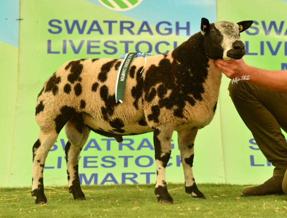 Spotties peak at 3,300gns in Swatragh - Sales Reports - Dutch Spotted Sheep