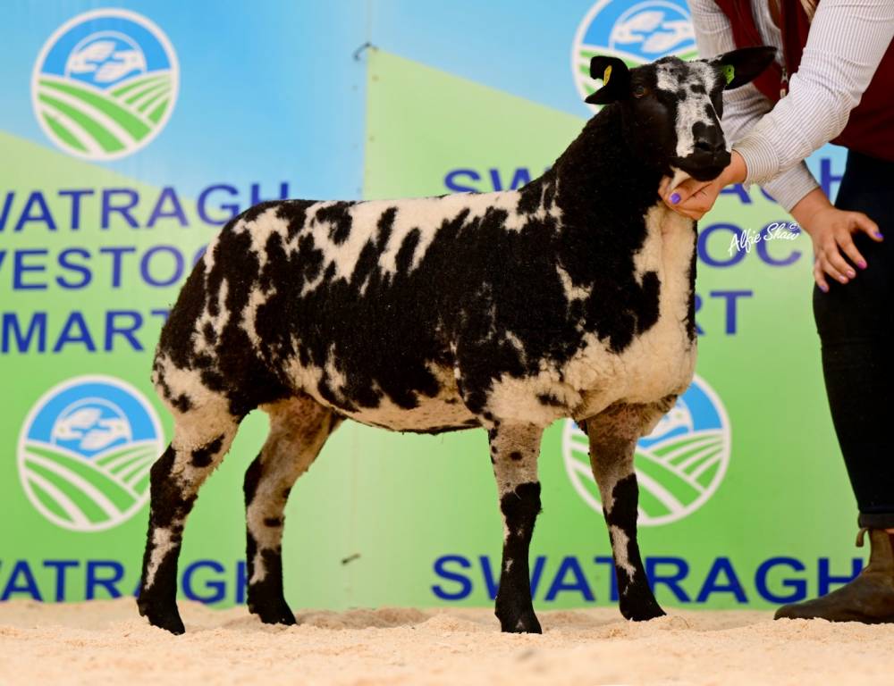 Johnstown Dominates Swatragh Autumn Sale - Sales Reports - Dutch ...