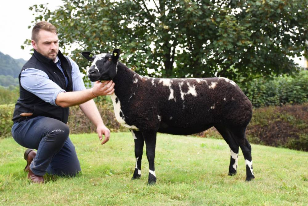Welshpool Sale September 2021 - Gallery - Dutch Spotted Sheep