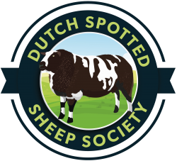 Dutch Spotted Sheep UK