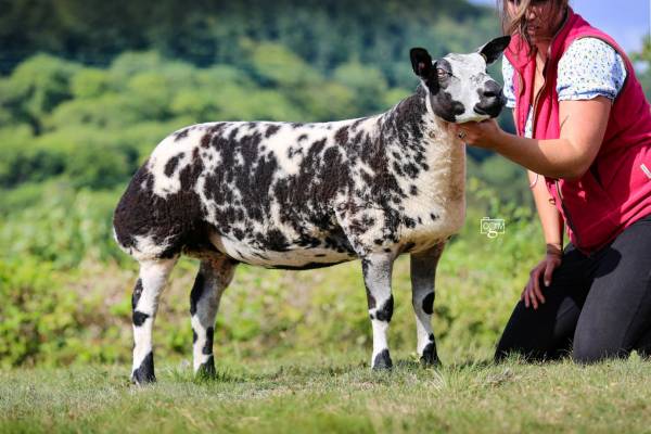 Flirty Gains the Attention of the Crowds at Welshpool - Sales Reports ...