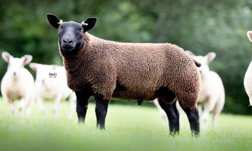DUTCH SPOTTED COMMERCIAL - Gallery - Dutch Spotted Sheep