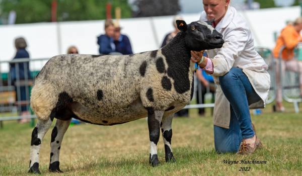 Show Reports - Dutch Spotted Sheep UK